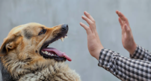 Nakagat ng aso na may anti rabies, safe ba? - GamotsaPet.com