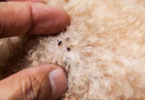 Mabisang gamot sa Kuto (Garapata) ng Aso - GamotsaPet.com