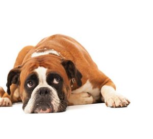 Matamlay na Aso : Sintomas at Home remedy - GamotsaPet.com